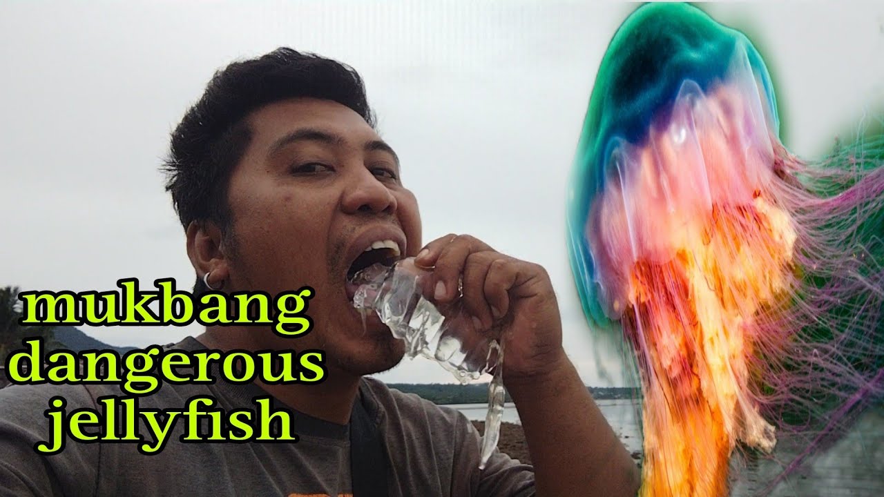 mukbang dikya or jellyfish, dangerous jellyfish - YouTube