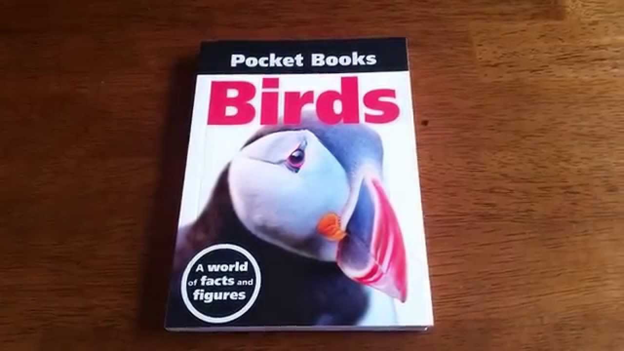 Pocket Books Birds: Usborne Books & More - YouTube