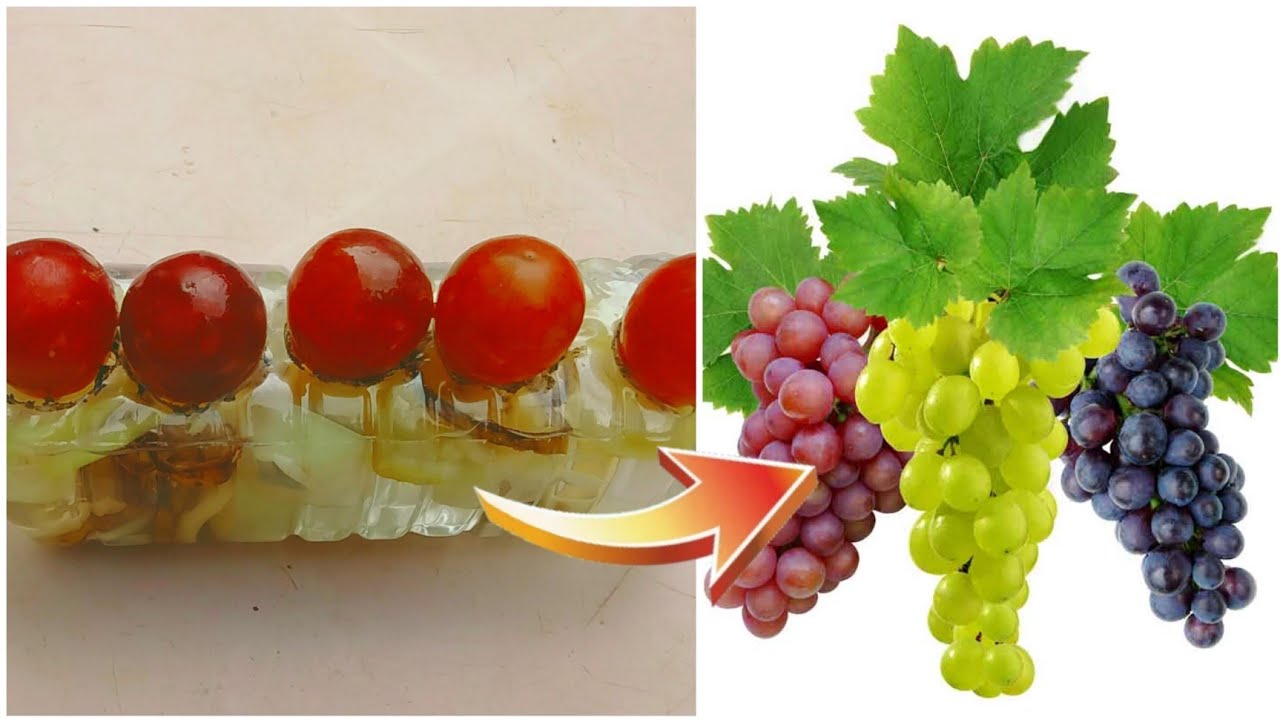 simple method growing grapes tree from grapes leaves - YouTube