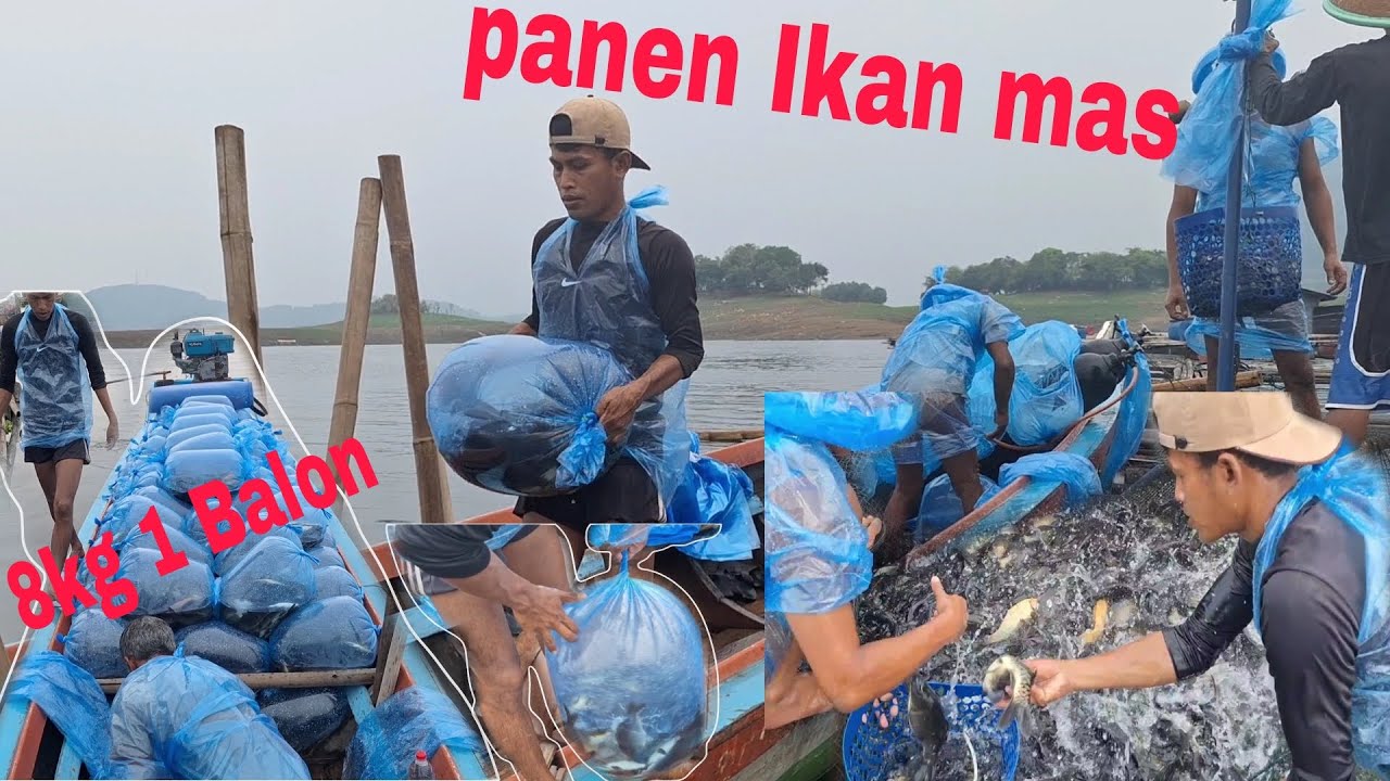 Panen Ikan mas. Di Kolam Jaring Apung Waduk Jatiluhur - YouTube