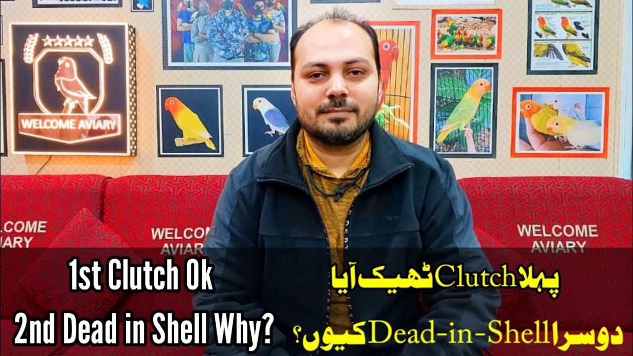 1st Clutch OK but 2nd Dead in Shell Why? ll Welcome Aviary Official ...