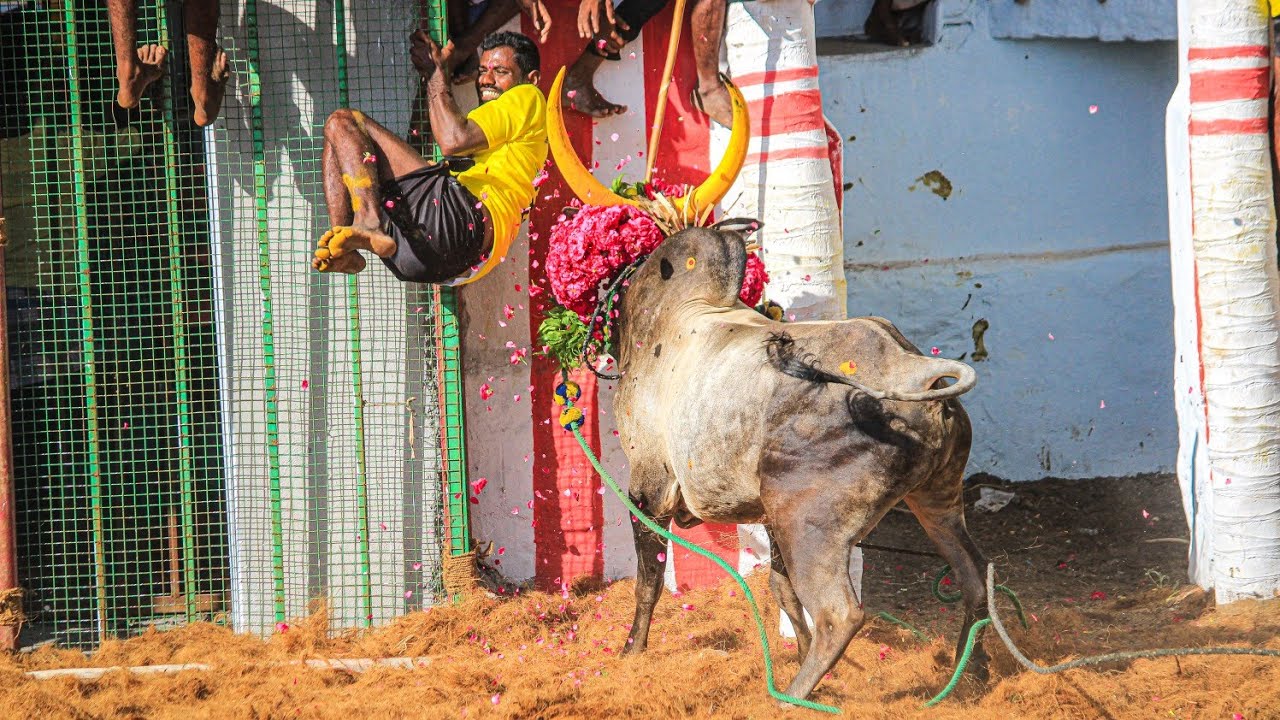 Kattikulam Jallikattu 2025 Videos | கட்டிக்குளம் ஜல்லிக்கட்டு 2025 ...