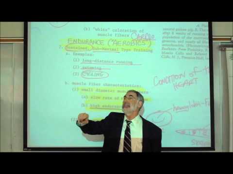 ANATOMY; MYOLOGY; PART 2; POWER vs ENDURANCE & LEVER SYSTEMS by Professor Fink