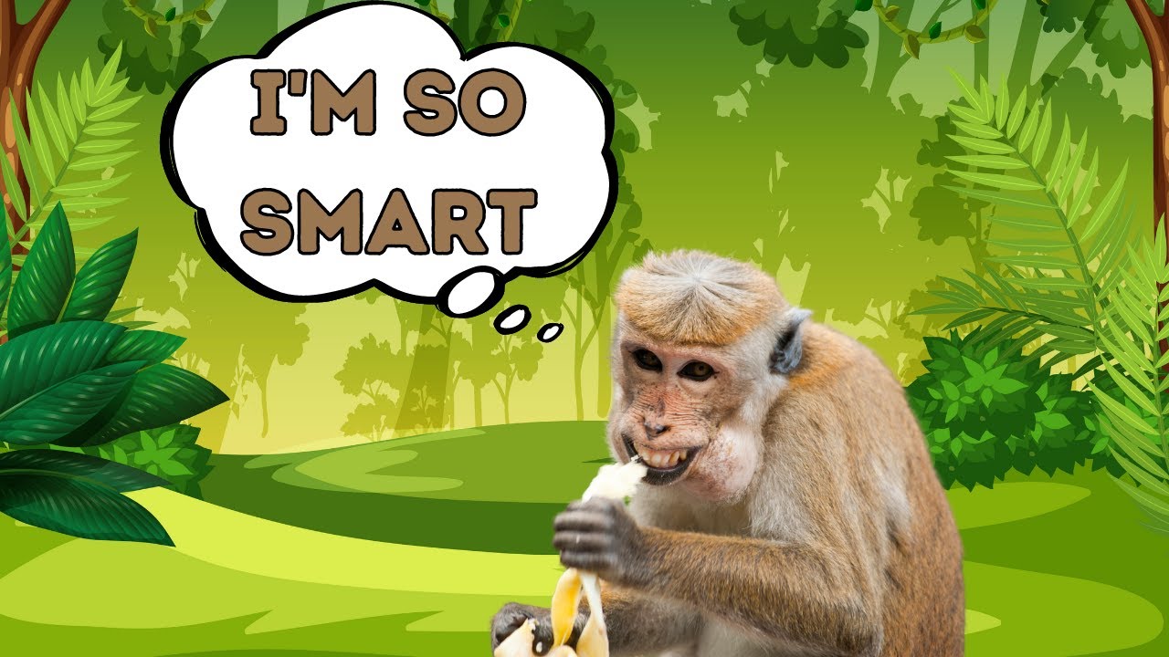 Why Do Stupid People Think They're Smart? The Dunning Kruger Effect ...