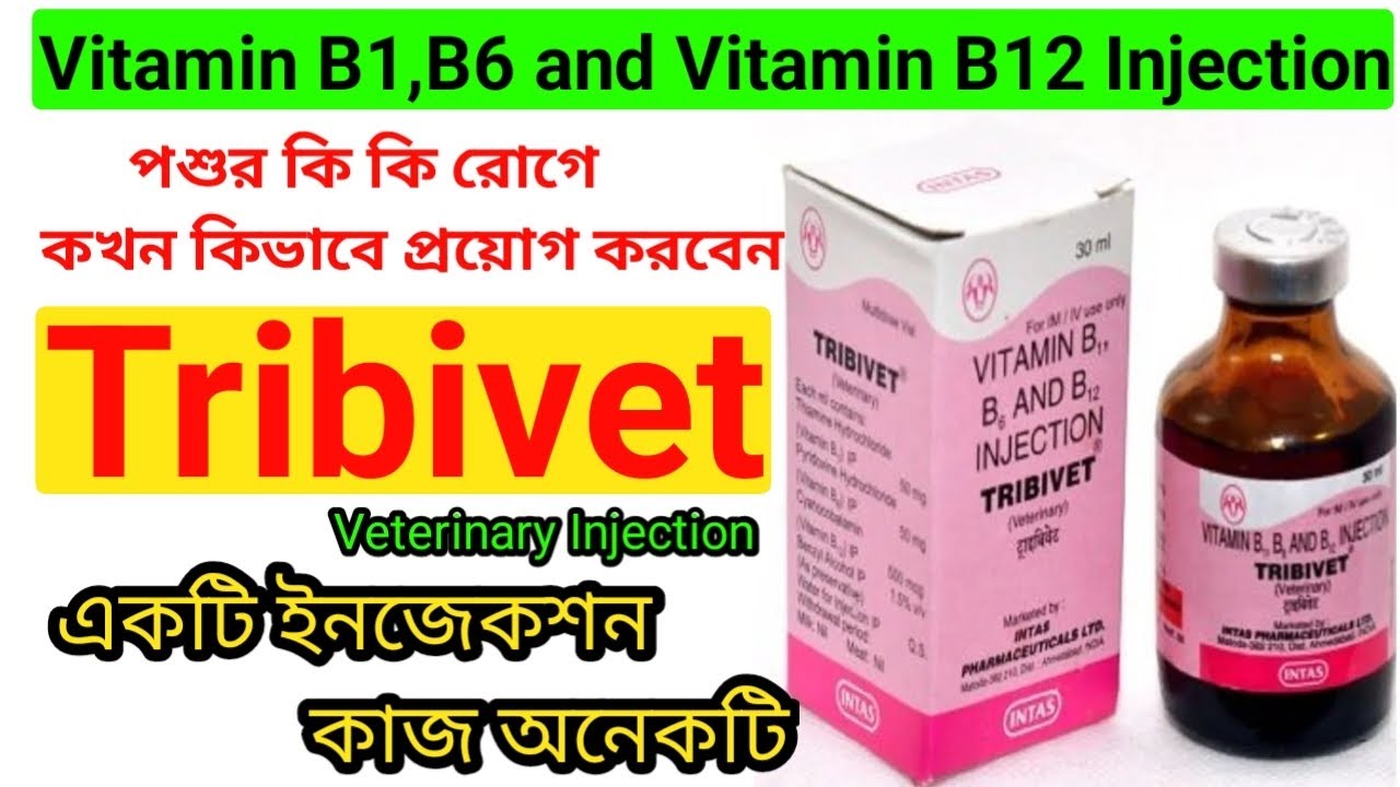 পশুর মধ্যে Tribivet Veterinary Iniection এর উপকারিতা ও ব্যবহার কি ...