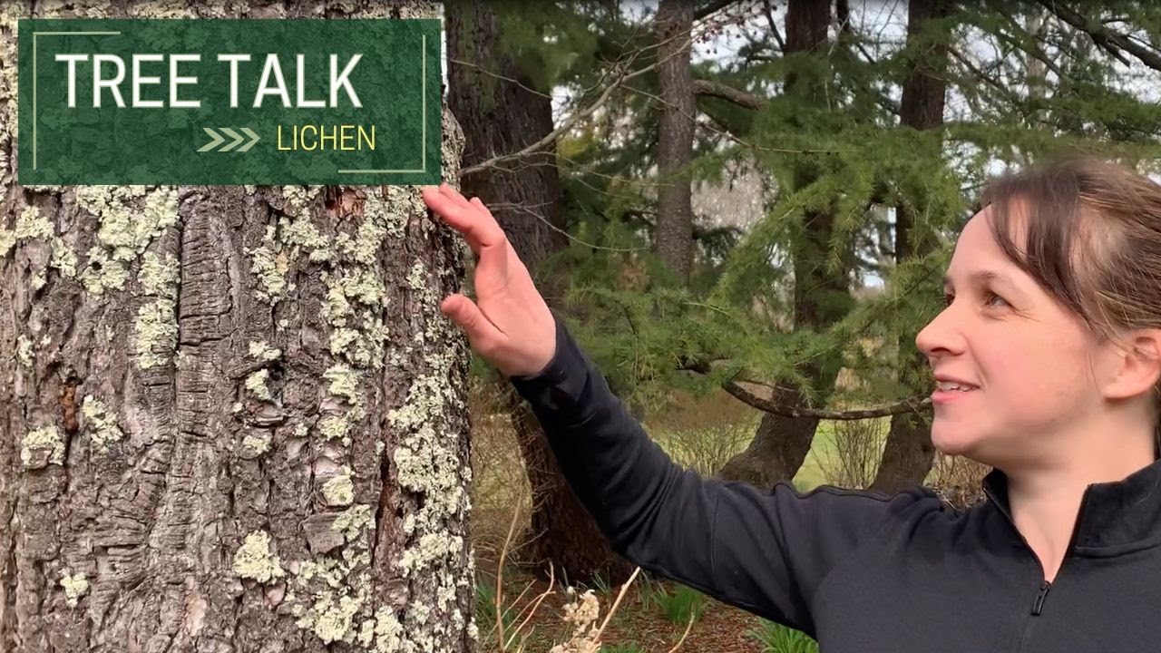 Tree Talk: Lichen - YouTube