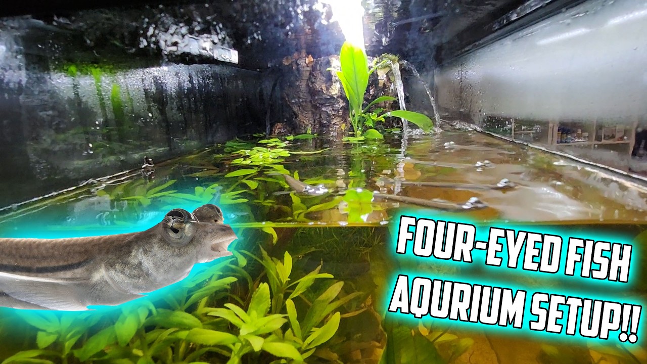 Building Four-Eyed Fish Aquarium With Waterfall (Kings Aquatics) # ...