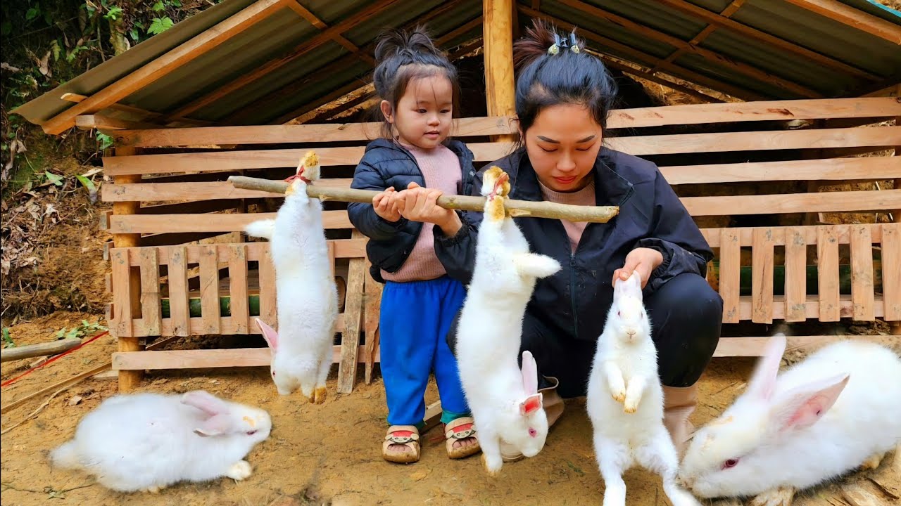 How to Design a Rabbit House Rabbit Shelter | New Farm - YouTube