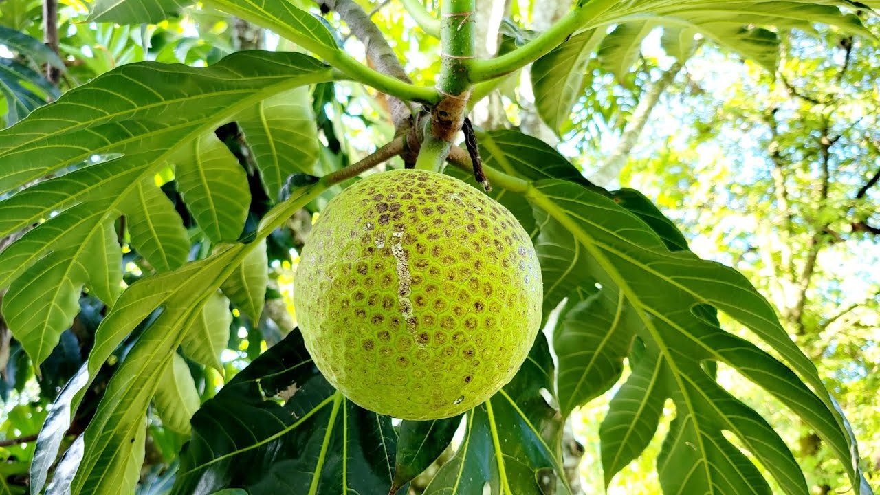 Bread Fruit (Buen Pan) - YouTube