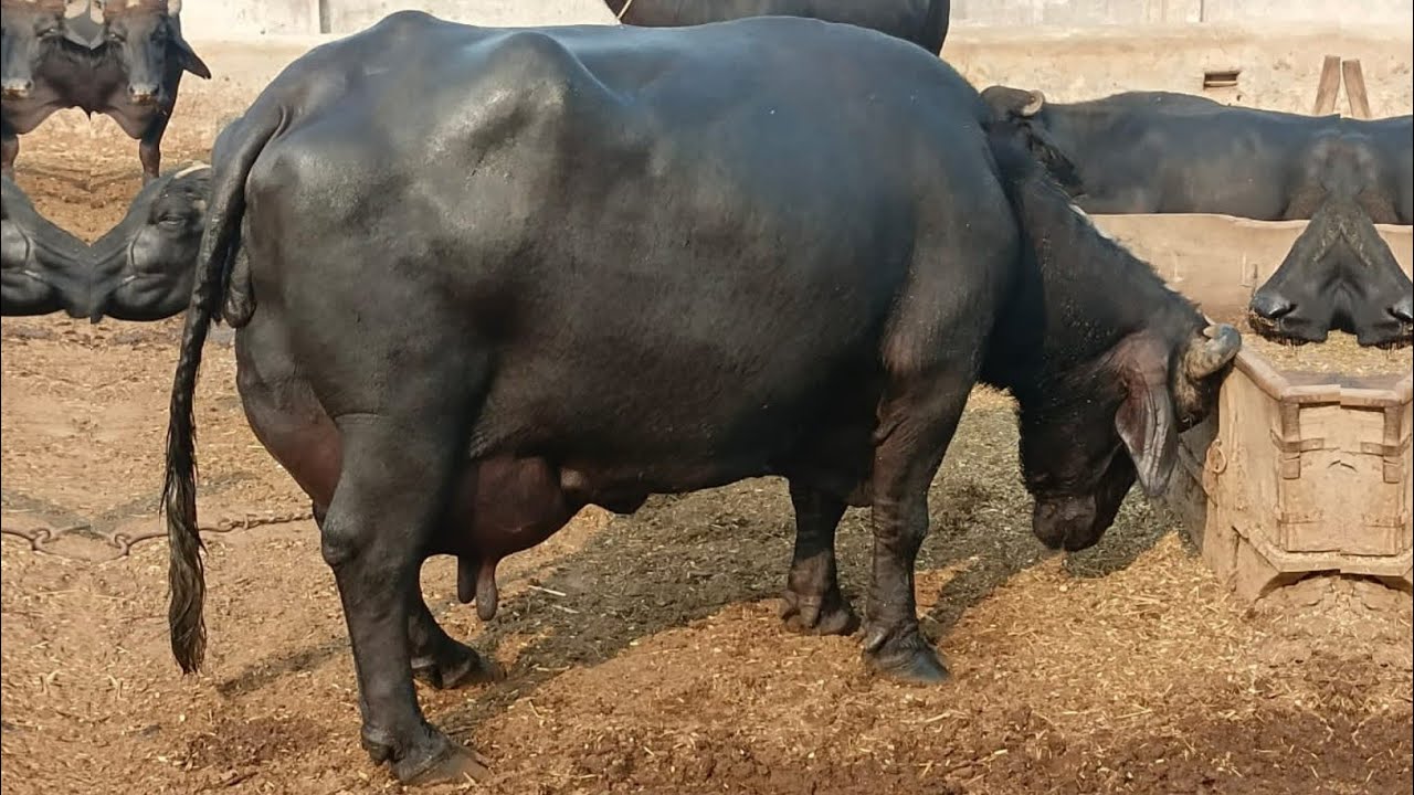 World Biggest Udder 35 Kg Milk Record Buffalo of Haji Iftakhar Ahmed ...