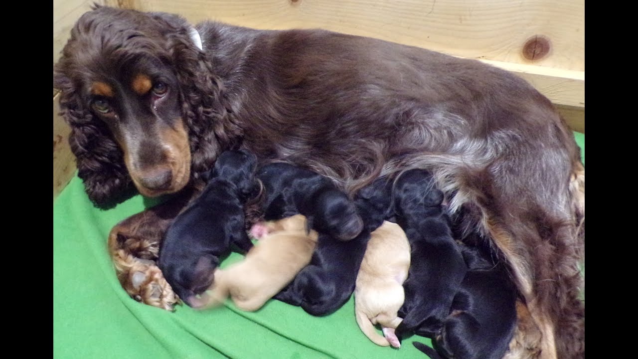 Cocker spaniel/ Pudel, Cockapoo F1, miot C - YouTube