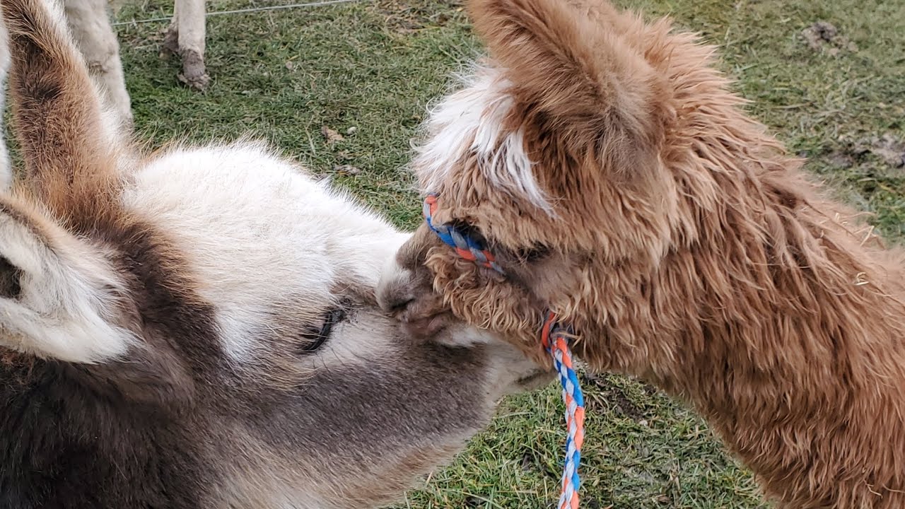 Otto goes to the New Farm & meets the donkeys! - YouTube