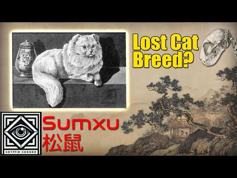 Sumxu | The Lost Cats of Ancient China