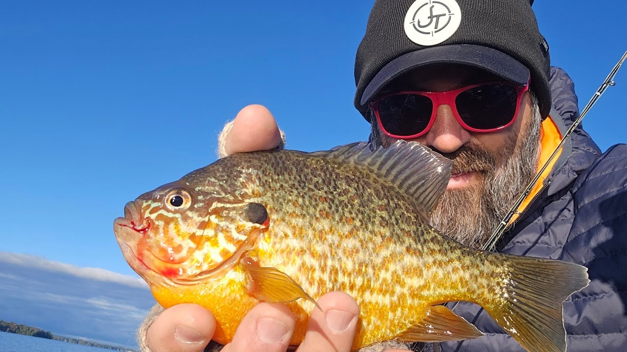 TGIF | FRIDAY FISHING AND LIVE CATCHES | #walleye #perch #sunfish - YouTube