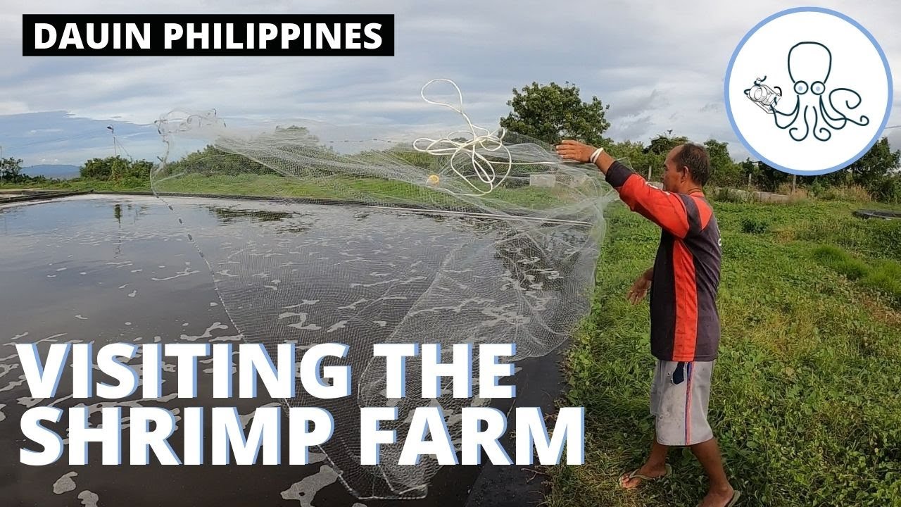 A Visit To A Shrimp Farm in Dauin Philippines - YouTube