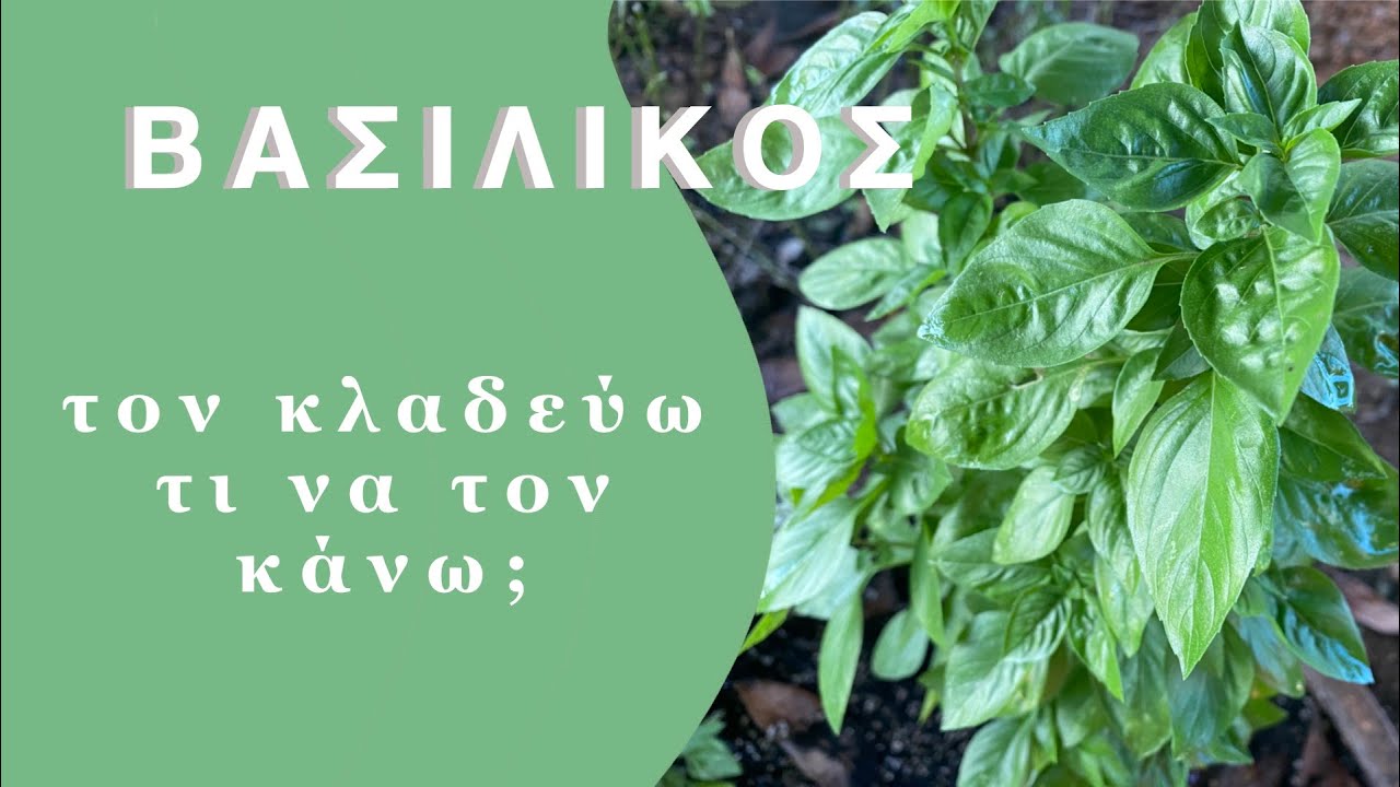 ΒΑΣΙΛΙΚΟΣ- Τον κλάδεψα και τι τον έκανα;;; - YouTube