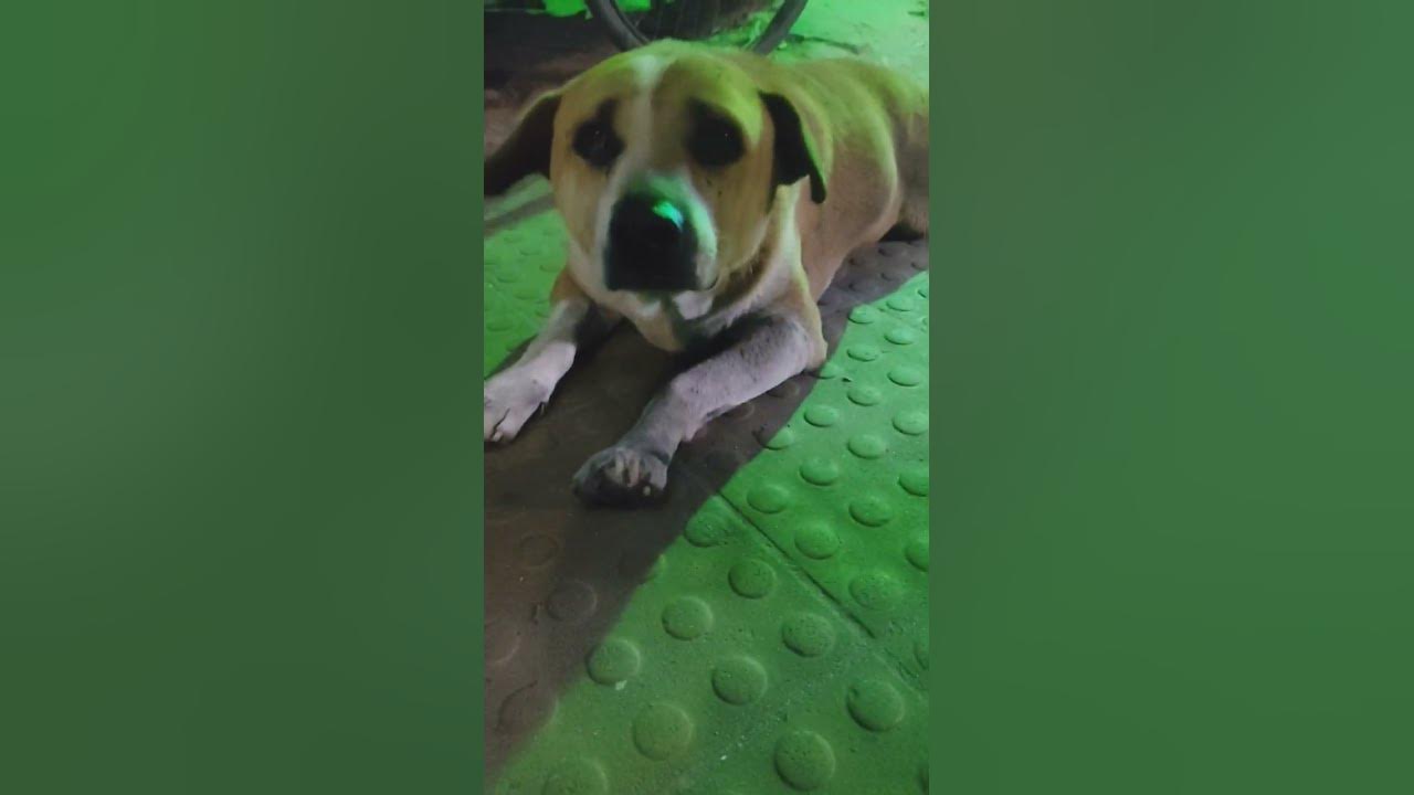 Alien Tray To Talk With A Stray Dog But His Mood Off streetdog YouTube alien-tray-to-talk-with-a-stray-dog-but-his-mood-off-streetdog-youtube