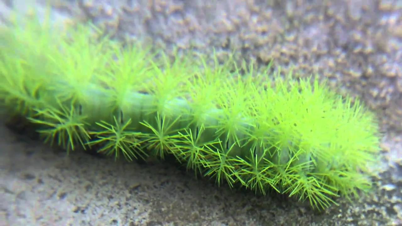 Grandes Orugas Verdes