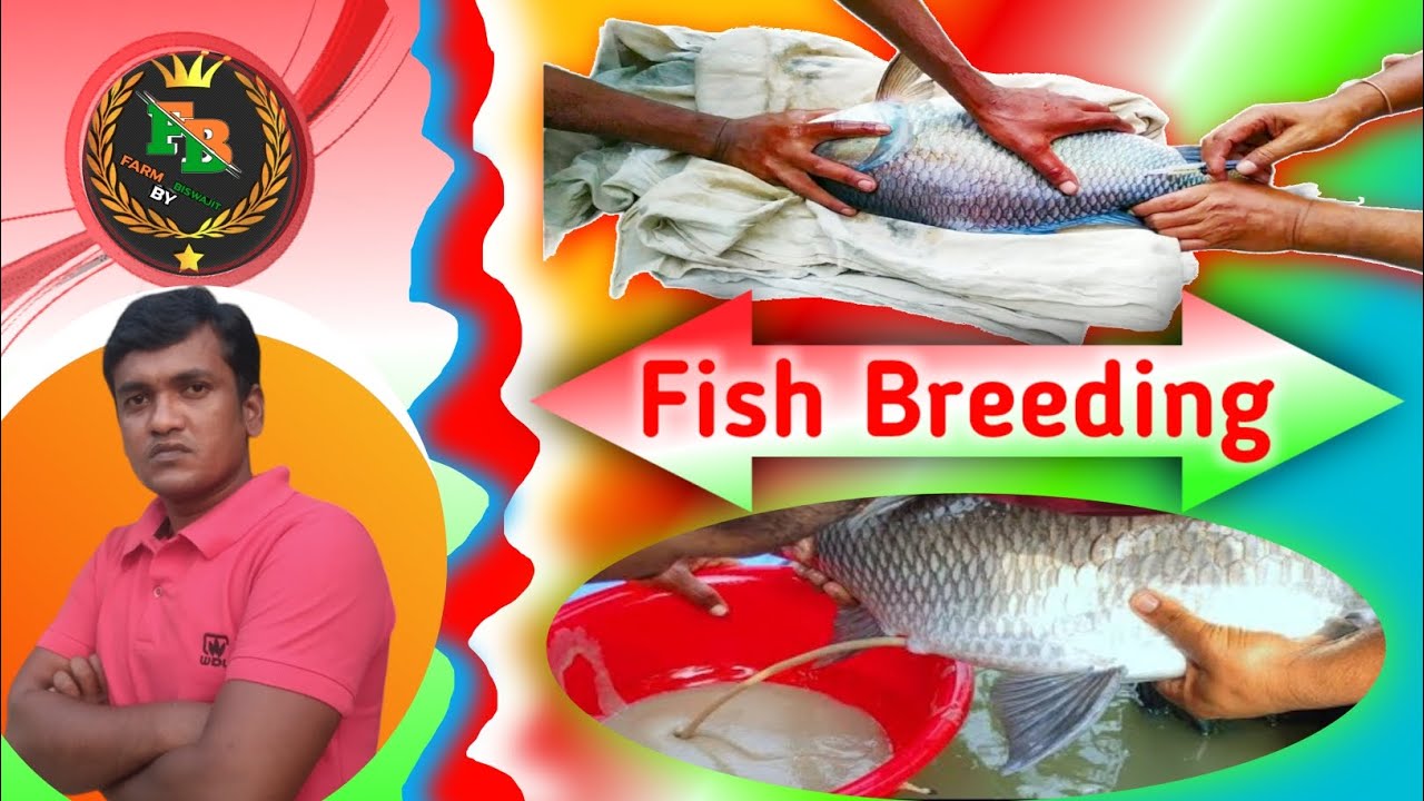 fish Breeding|catla fish breeding|best fish farming technique|how to ...