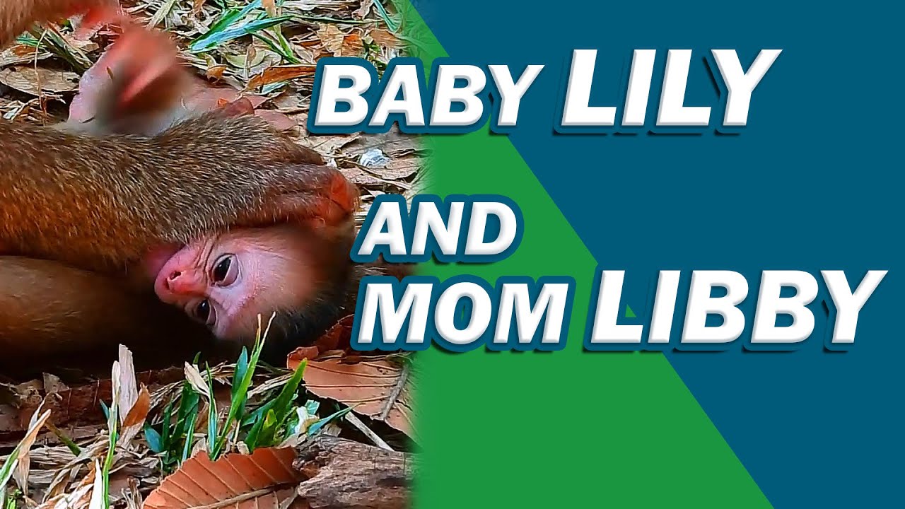How Libby Helps Lily Master New Skills – Daily Training Update! - YouTube