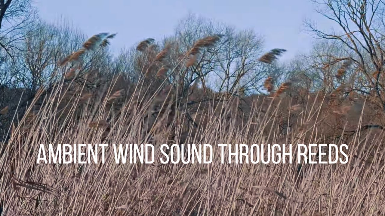 Ambient Wind Sound through Reeds | Field Record | Relax #ASMRnature ...
