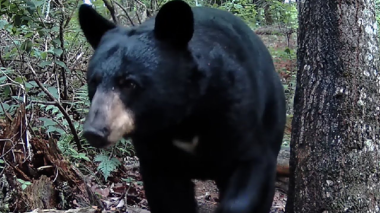 WISCONSIN BLACK BEAR - Life in the Nicolet National Forest - August ...
