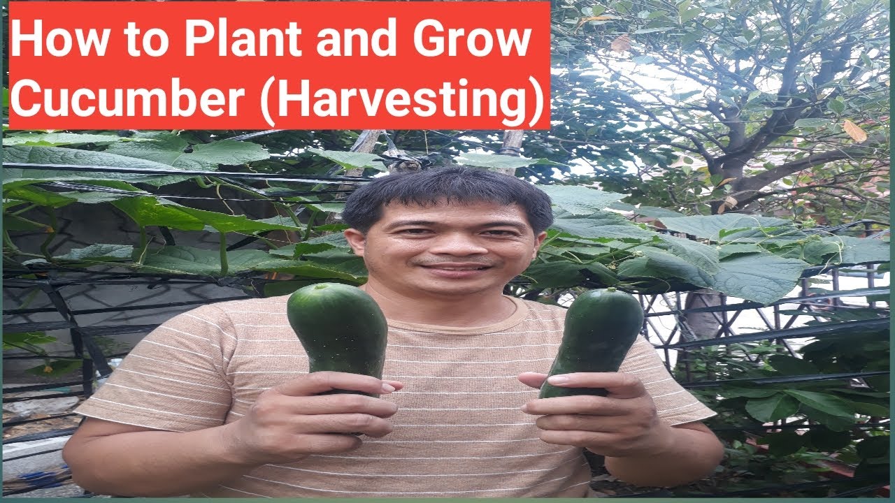 HOW TO PLANT AND GROW CUCUMBER (Harvesting)|MAGTANIM AY MAGPALAKI NG ...