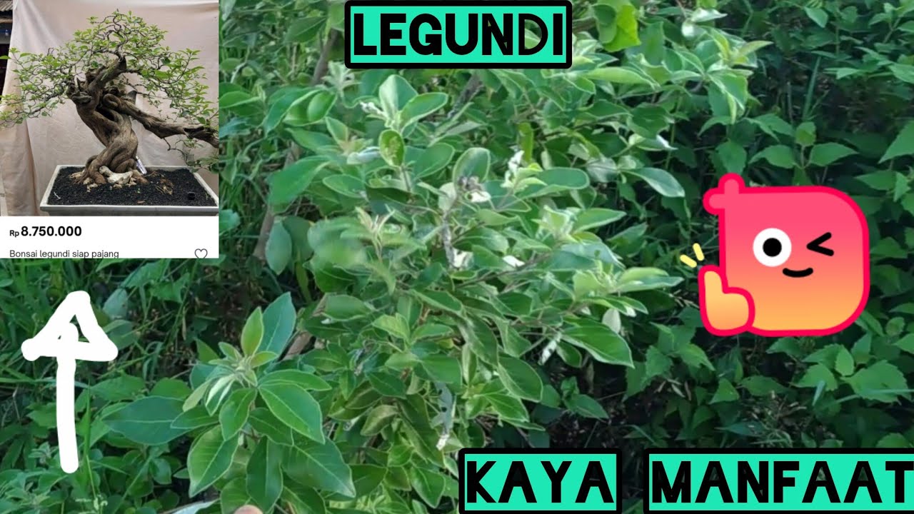 Bahan Bonsai liar #legundi #bonsailegundi #bahanbonsai - YouTube