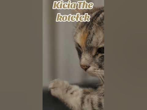 kicia the kotełek #cute #cats #meow song - YouTube