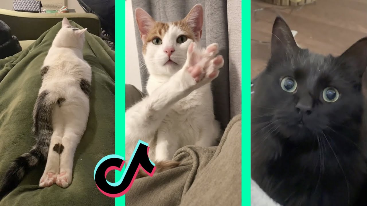 BEST DANK CAT MEMES COMPILATION OF JANUARY 2022 - YouTube