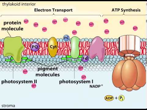 Photo-phosphorylation p1 - YouTube