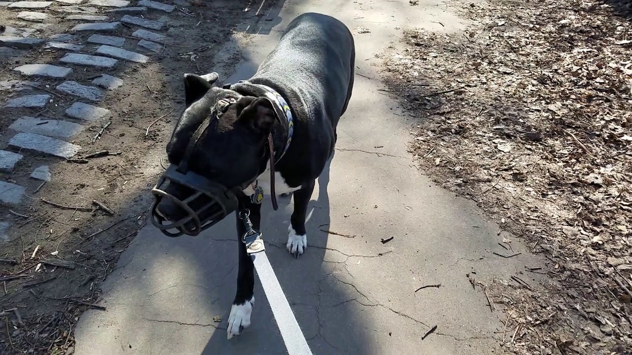 The Mighty Muzzle - Walk and Talk with Dog Man Logan Grendel - YouTube