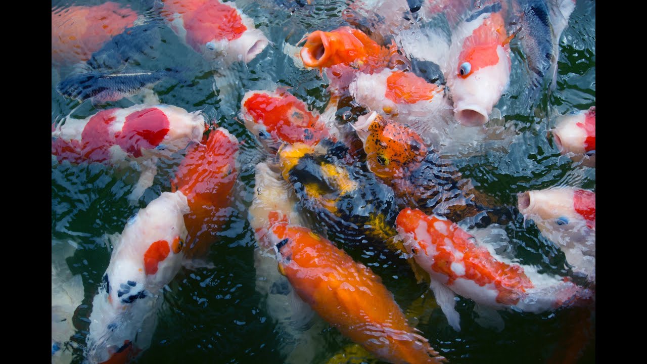 Music For Sleep, Study, Yoga, Meditation | 4k Fish Videos - YouTube Music