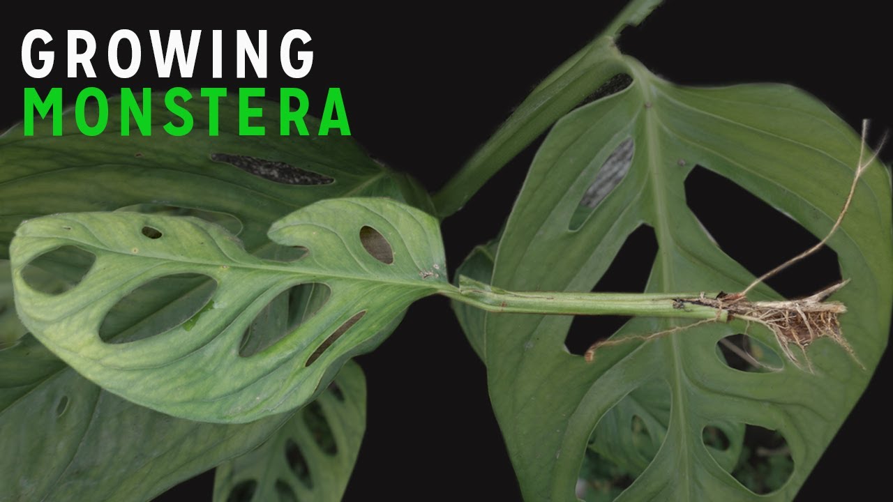 GROWING MONSTERA TREE FROM LEAF CUTTINGS - YouTube
