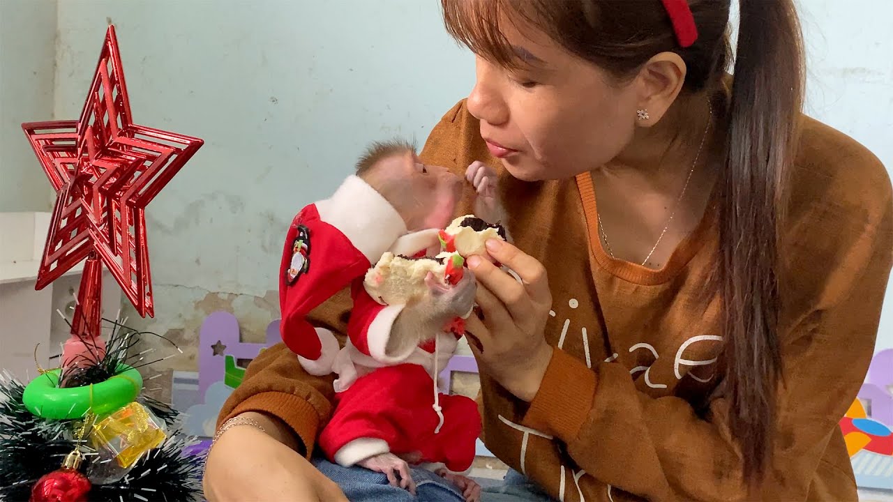 Beautiful ZIM baby monkey in an impressive Santa Claus shirt - Merry ...