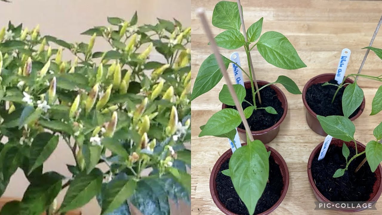 Transferring yellow chilli plants - YouTube