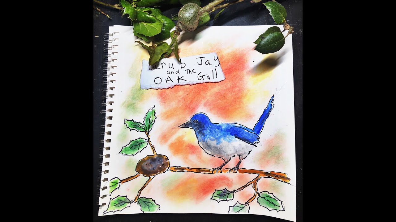 How to Draw a Scrub Jay and Oak Tree Gall - YouTube