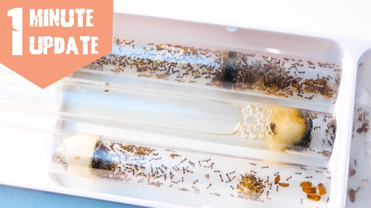 Pheidole megacephala | One Minute Update - YouTube