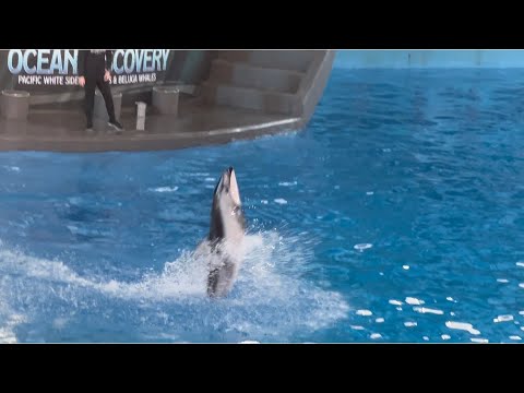 SEAWORLD BELUGA WHALE & DOLPHINS ENCOUNTER SHOW. CAN THE DOLPHIN WALK ...
