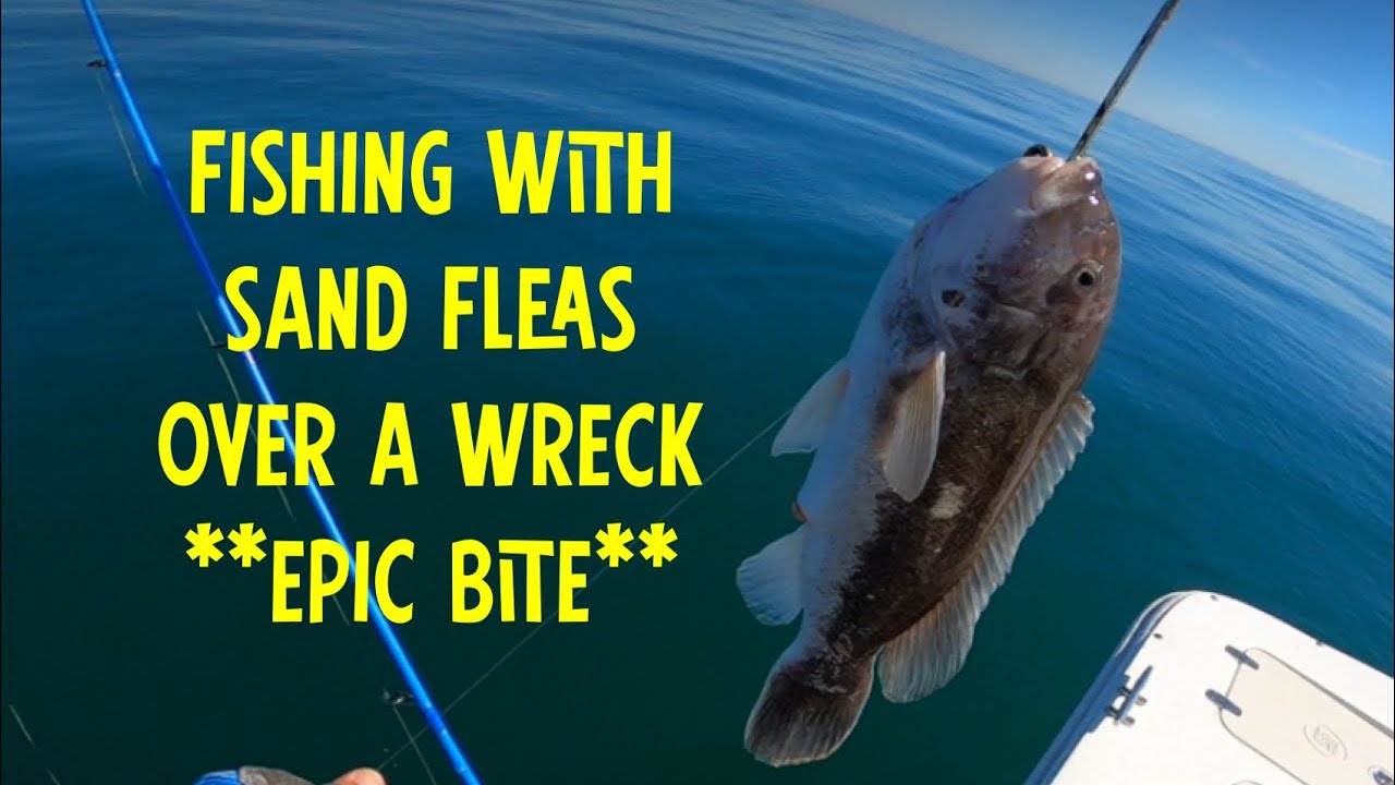Fishing with Sand Fleas Over a Wreck. EPIC BITE #fishing #fish #epic - YouTube