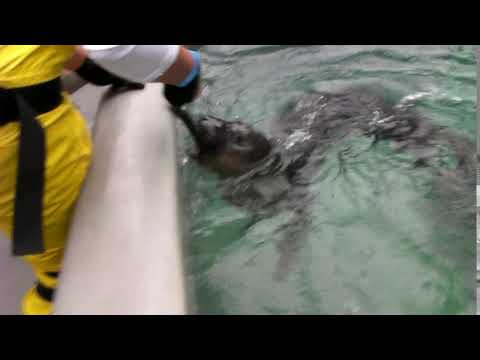 Tong fish tail tickle in pool