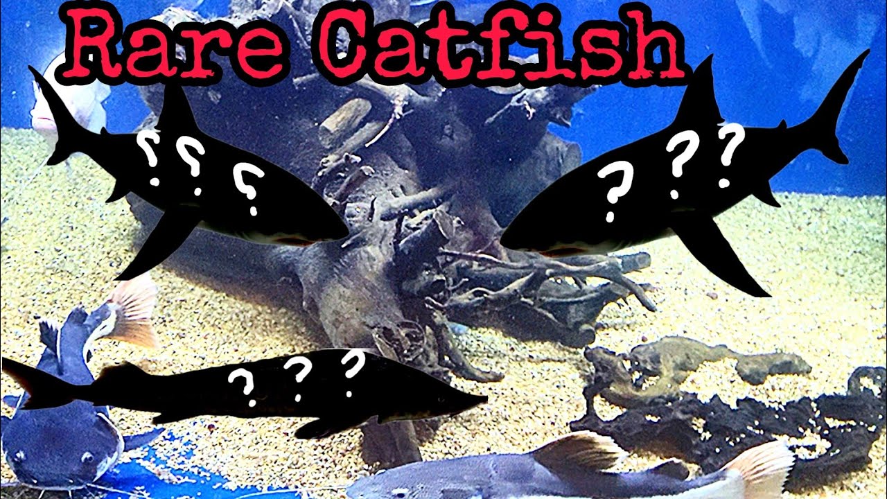 3 rare Catfish - how big they get - 2 are Man-eaters - where they are ...