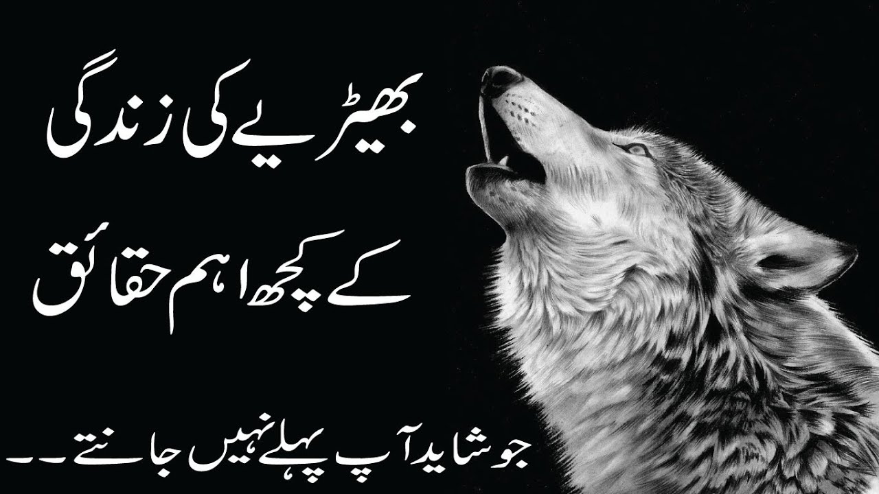 wolf | bheria | interesting information | important information ...