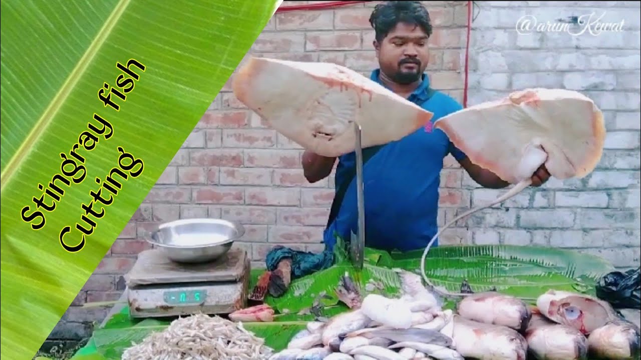 STINGRAY FISH CUTTING | AMAZING FISH CUTTING SKILLS | STINGRAY FISH ...