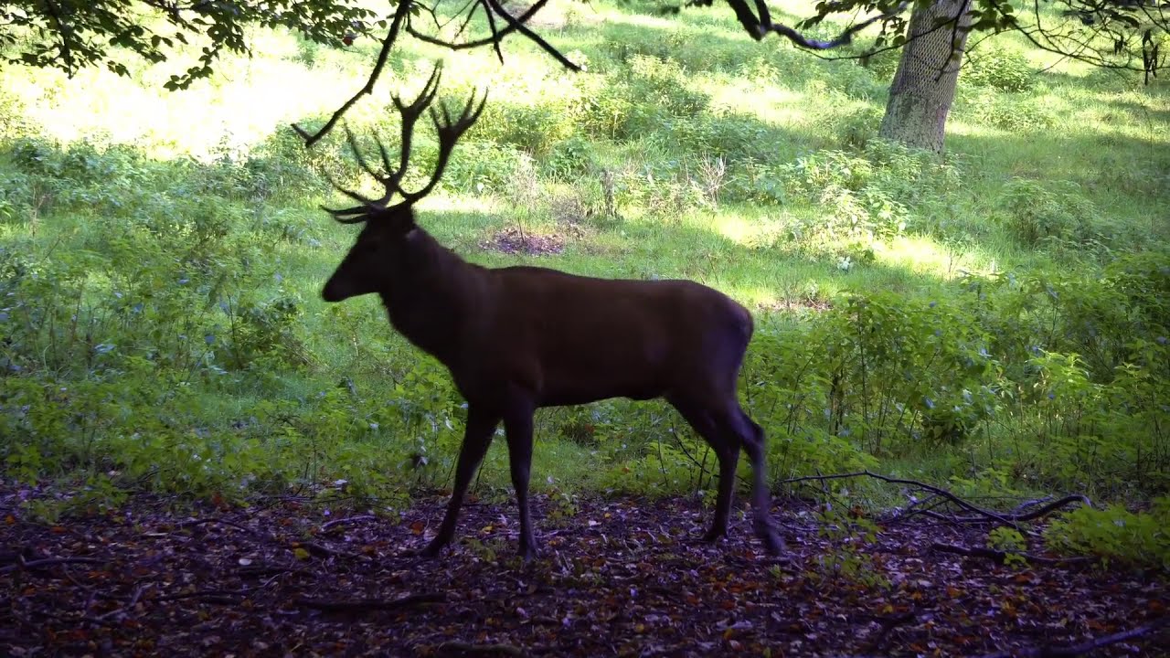 Big Buck scratching on a tree limb - YouTube