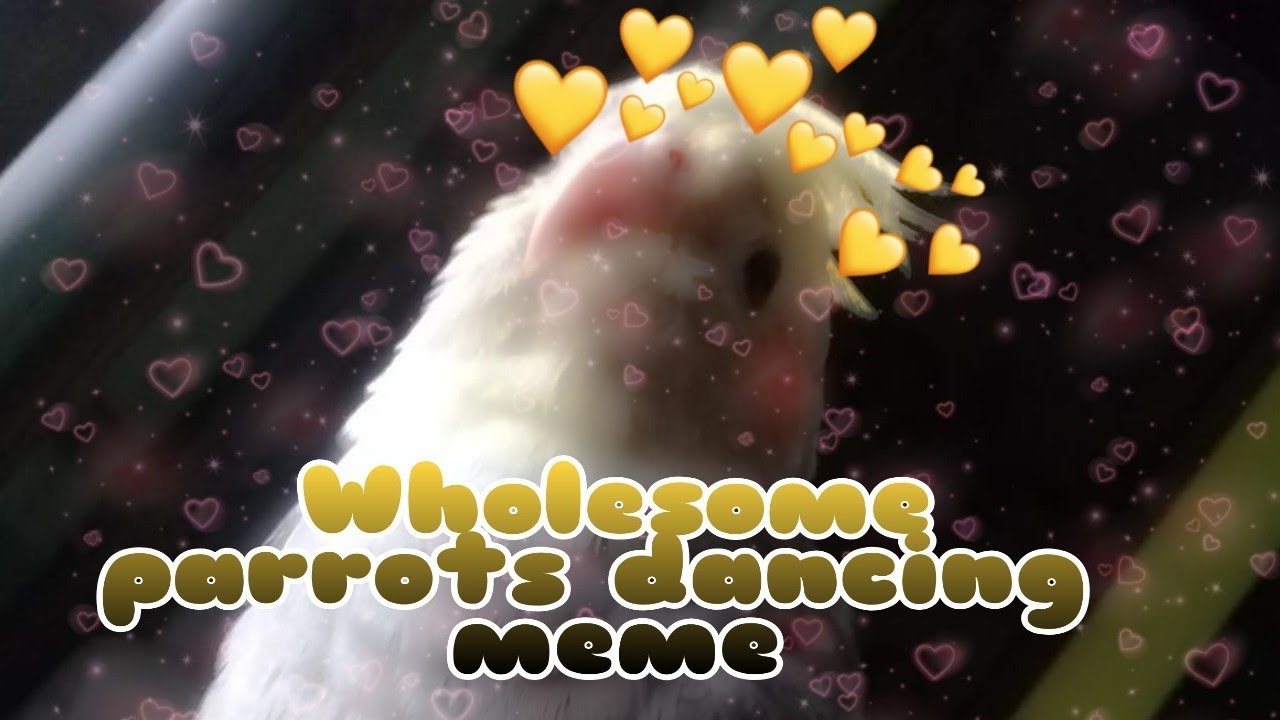 Wholesome parrots dancing ☆meme☆ - YouTube