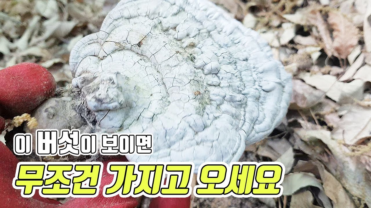 암세포 억제해주며 당뇨병 다이어트 좋은 잔나비버섯 불로초 Youtube