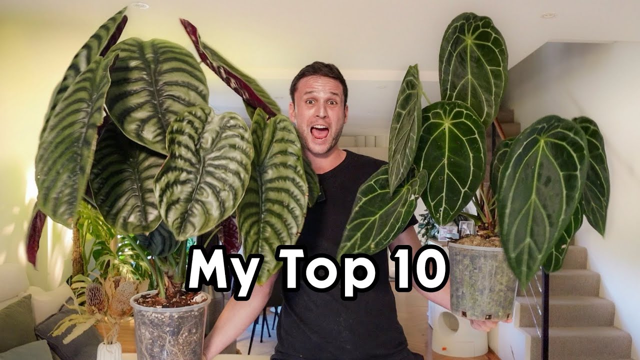 10 FAVOURITE HOUSEPLANTS (not on Moss Poles) - YouTube