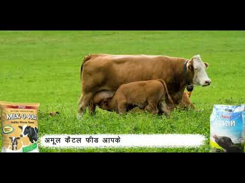 Amul Cattle Feed - YouTube