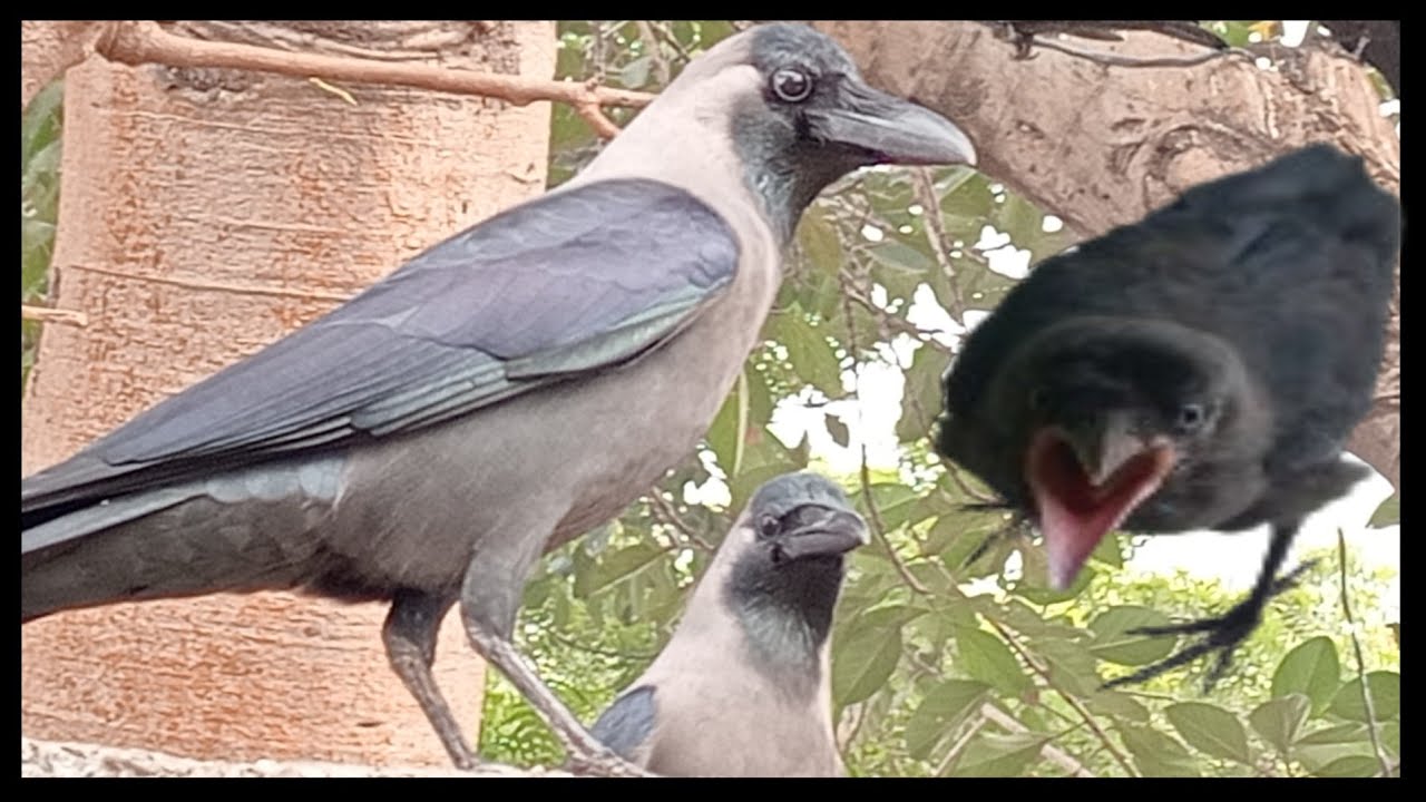 Natural Kauwa Ki Awaz | Natural Kaly Kauwa Ki Awaz | Kauwa Ki Awaz ...